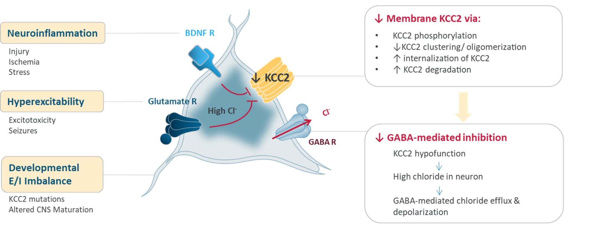 Target Biology: KCC2 | AXONIS Therapeutics