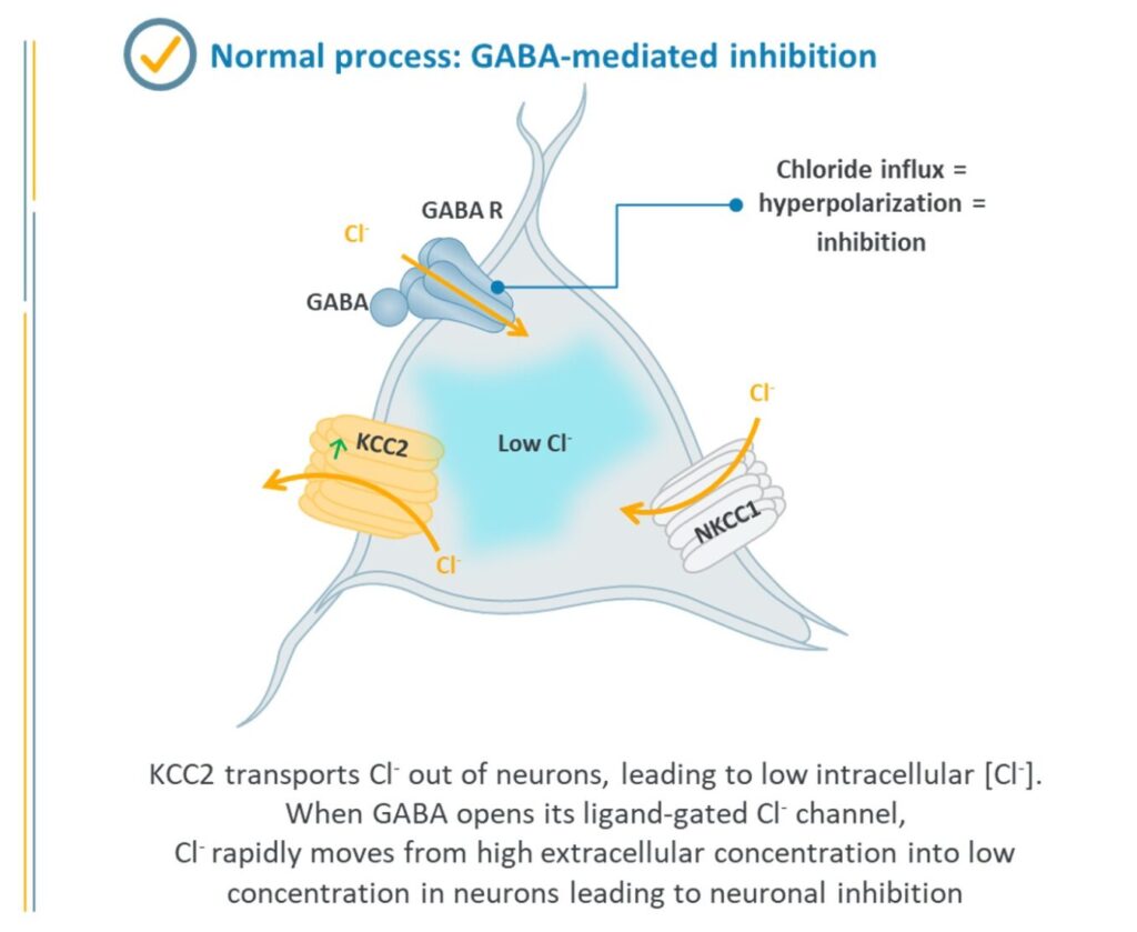 Target Biology: KCC2 | Axonis Therapeutics